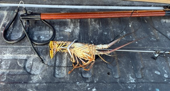 Man arrested on gun/drug charges | KONK Life