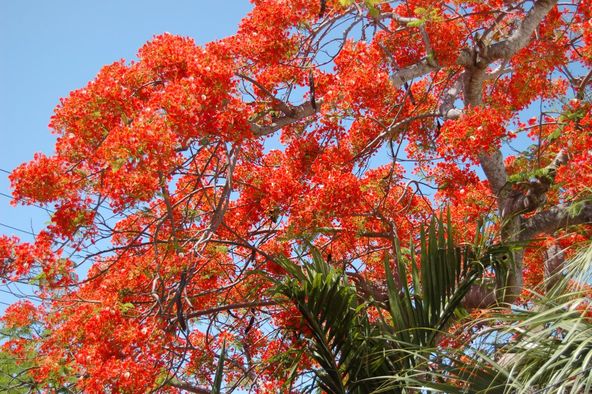 Key West Named 2023 Tree City USA | KONK Life